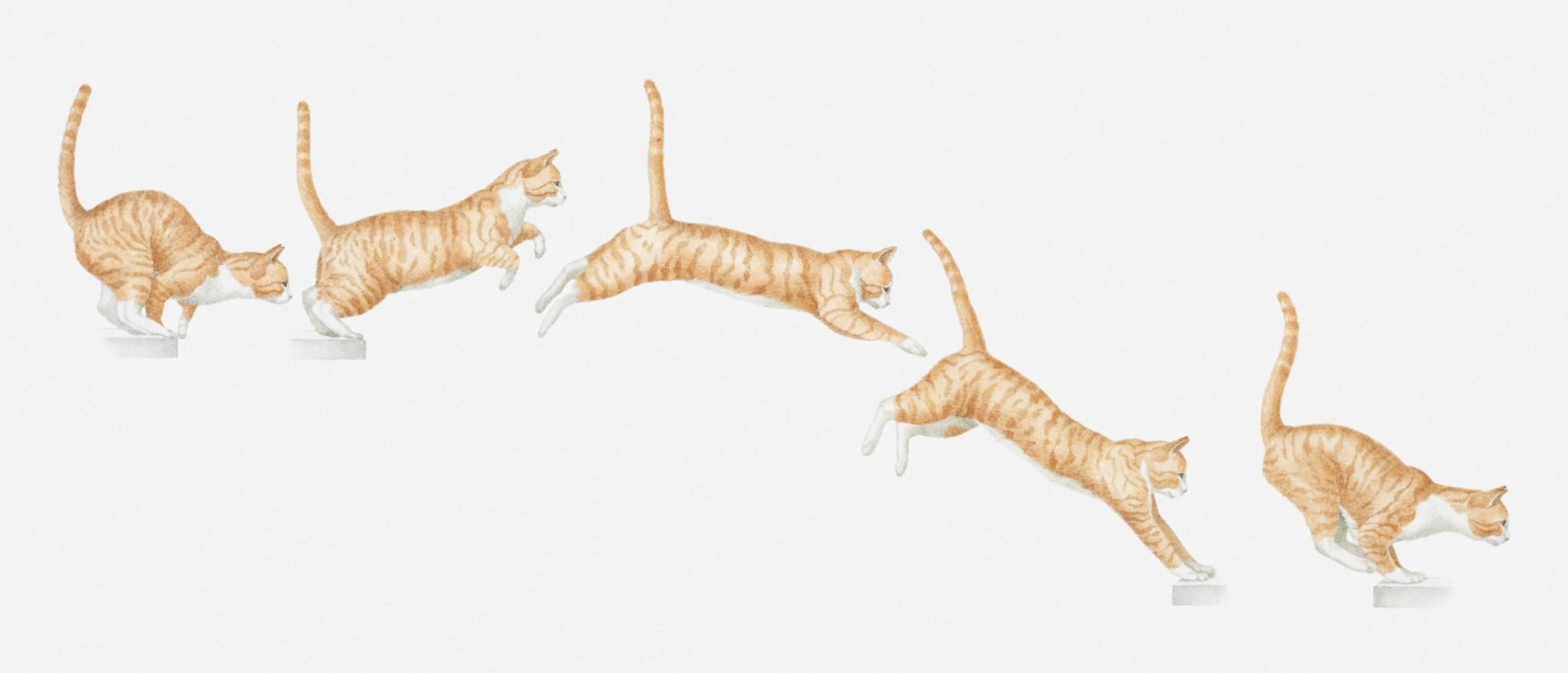 A Course in Feline Physics 101 - Tufts Catnip A Course in Feline Physics 101 - Tufts Catnip