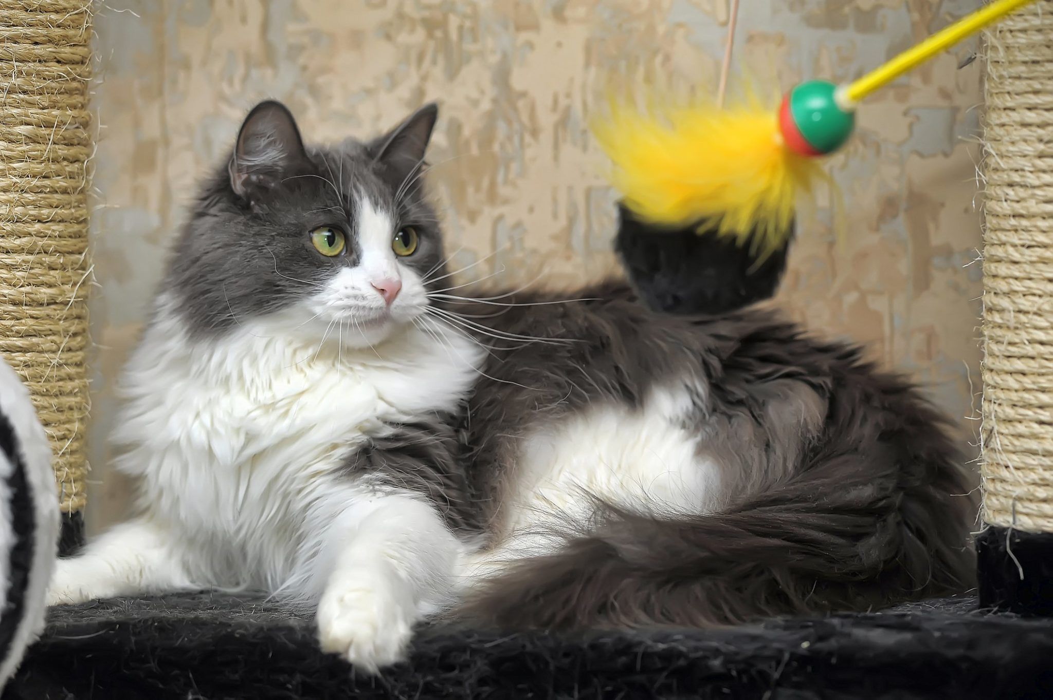 Understanding Anemia in Cats - Tufts Catnip Understanding Anemia in Cats - Tufts Catnip
