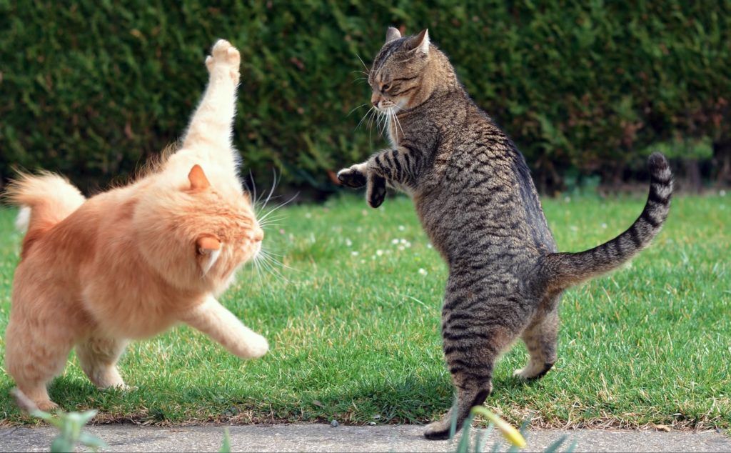 The True Nature of Skin Lumps - Tufts Catnip The True Nature of Skin Lumps - Tufts Catnip