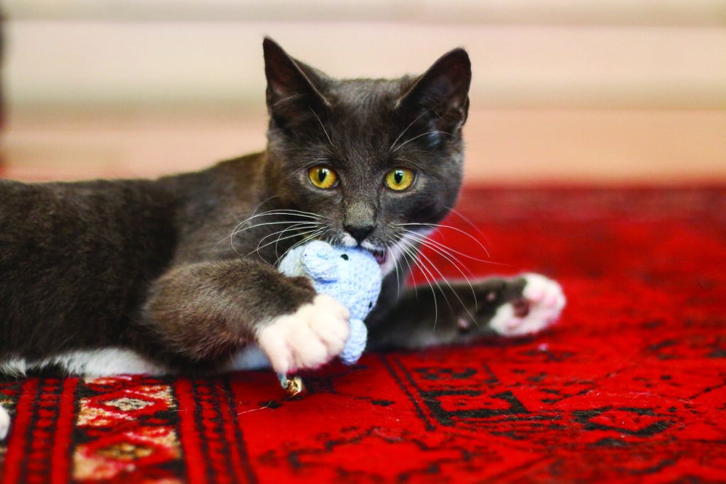 Dear Doctor November 2022 - Tufts Catnip Dear Doctor November 2022 - Tufts Catnip
