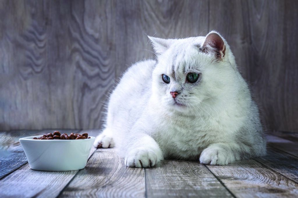 Ash In Your Cat’s Diet? - Tufts Catnip Ash In Your Cat’s Diet? - Tufts Catnip